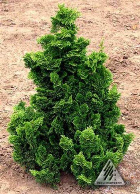 dwarf false cypress tree