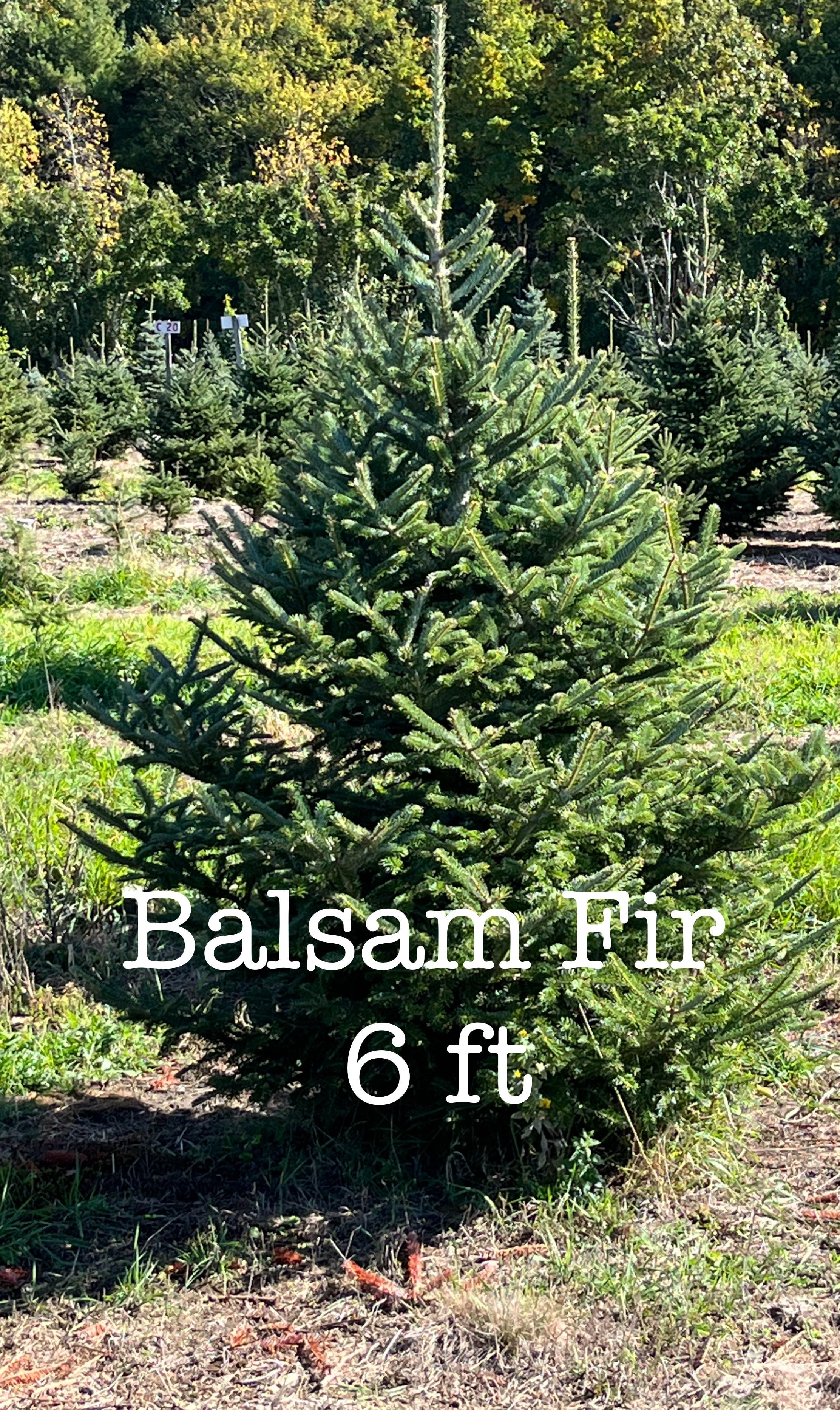 Balsam Fir 6ft B&B | Big John Leyden's Tree Farm & Nursery 179 Plain ...