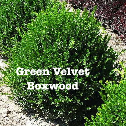 boxwood | Big John Leyden's Tree Farm & Nursery 179 Plain Meeting House ...