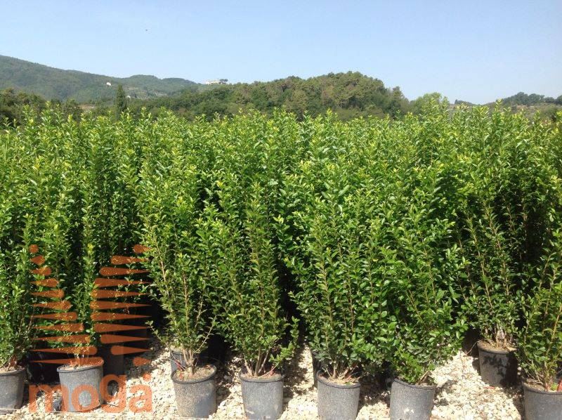 ligustrum hedge
