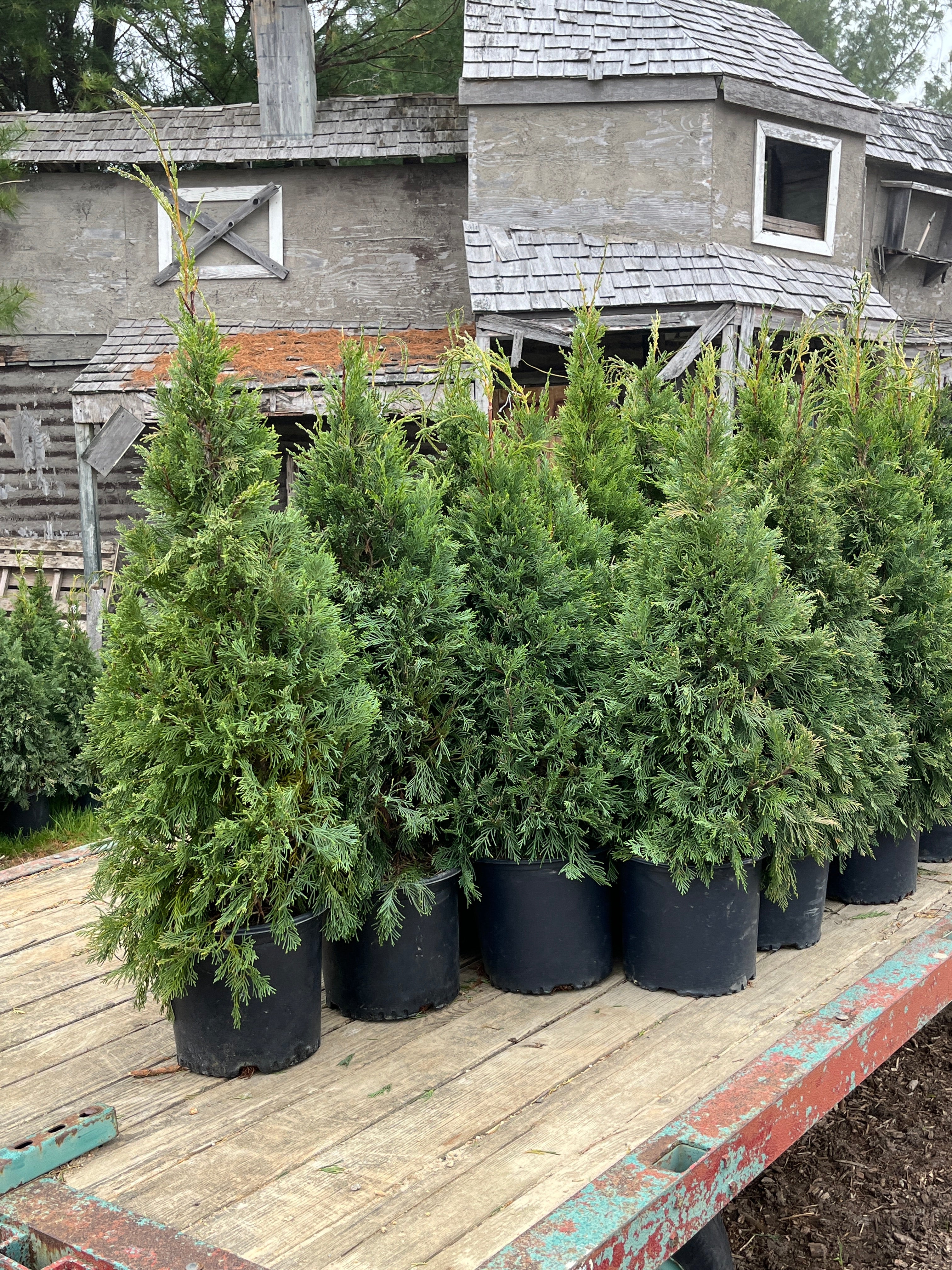 Leyland Cypress | Big John Leyden's Tree Farm & Nursery 179 Plain ...